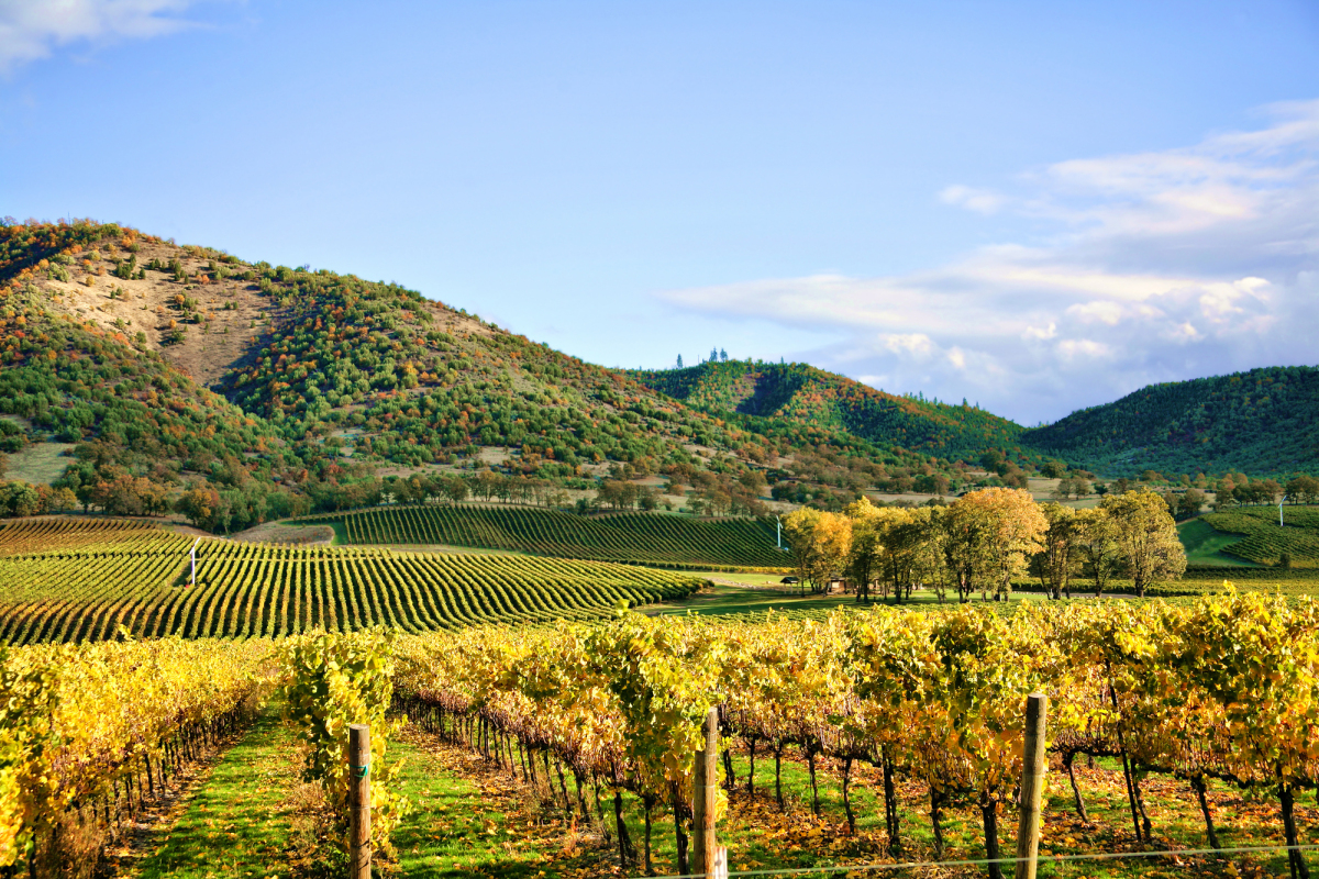 Champagne may be expanding its district - Park Street Imports