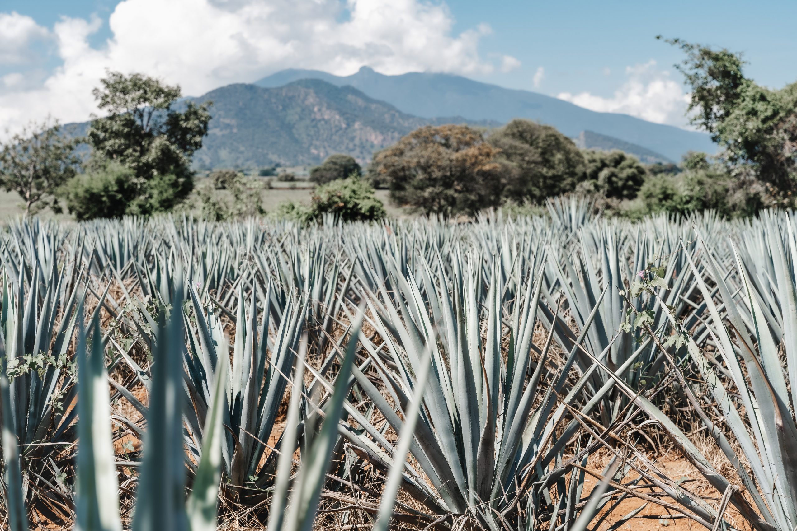 An Overview of the Tequila Market in the U.S. - Park Street Imports